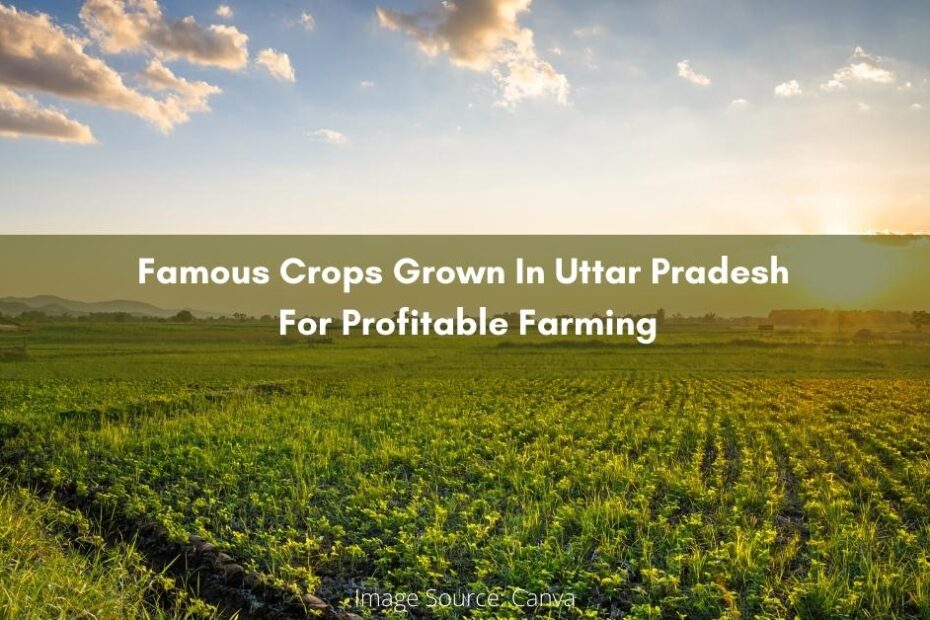 Crops Grown in UP - Gardenchee