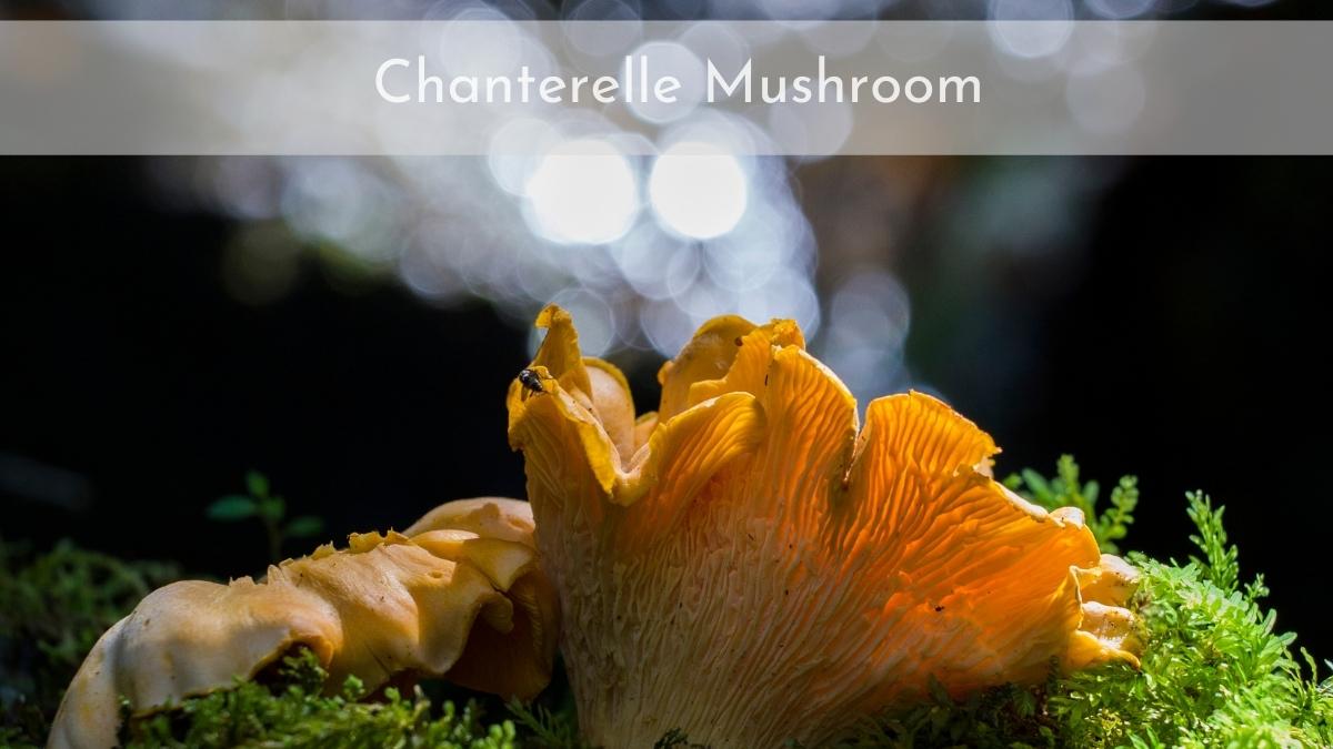 9 Edible Mushrooms To Make Your Food Tastier- Gardenchee